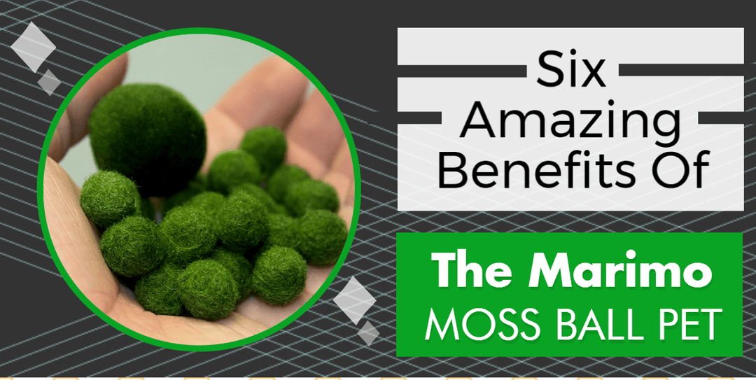 Six Amazing Benefits Of The Marimo Moss Ball Pet - Moss Ball Pets