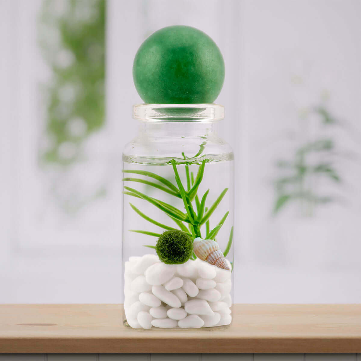 Marimo Moss Balls for Sale | Live Moss Ball Pets