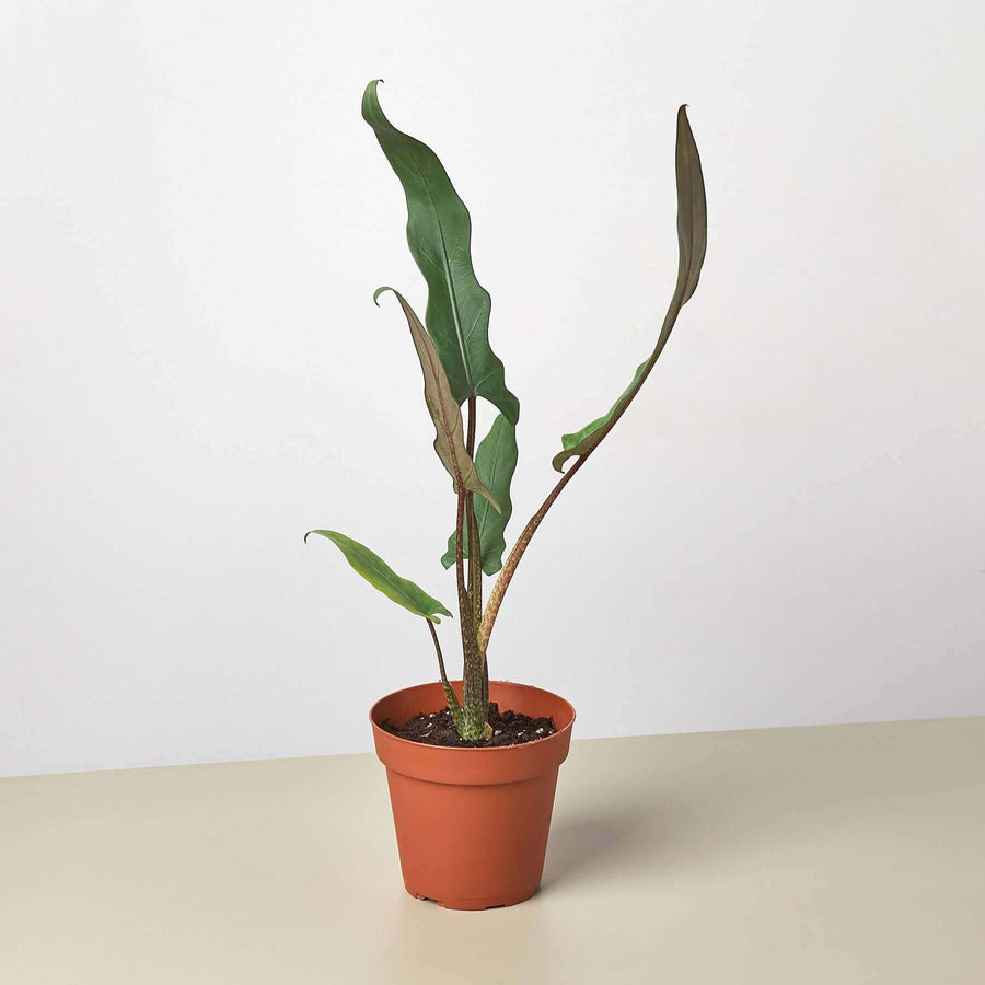 Purple Sword Alocasia Care Guide | Grow a Stunning Plant