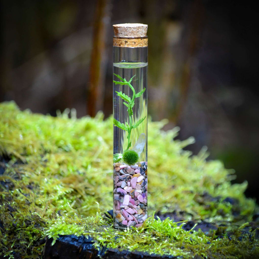 Marimo Moss Balls for Sale | Live Moss Ball Pets