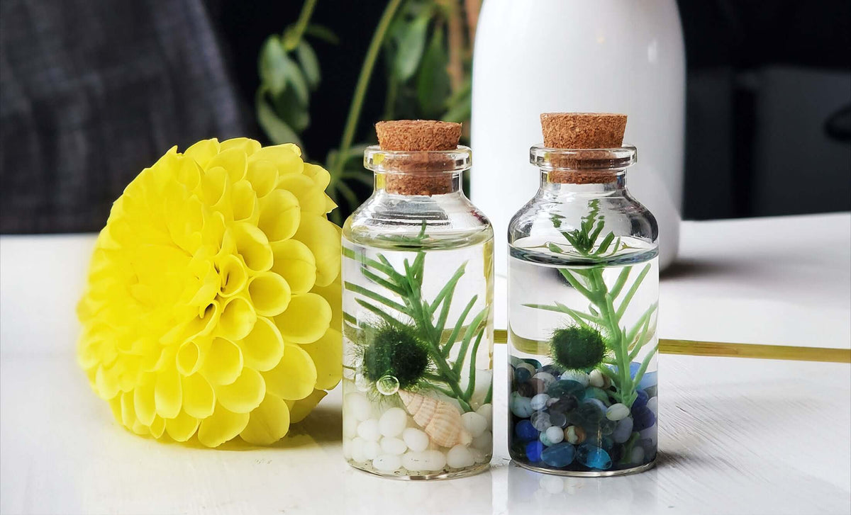 Moss Ball Pets: Buy Premium Marimo & Elevate Your Space! – Moss Ball Pets™