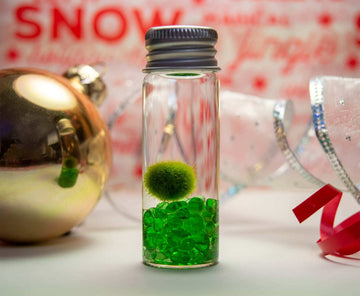 Moss Ball Pets: Buy Premium Marimo & Elevate Your Space!