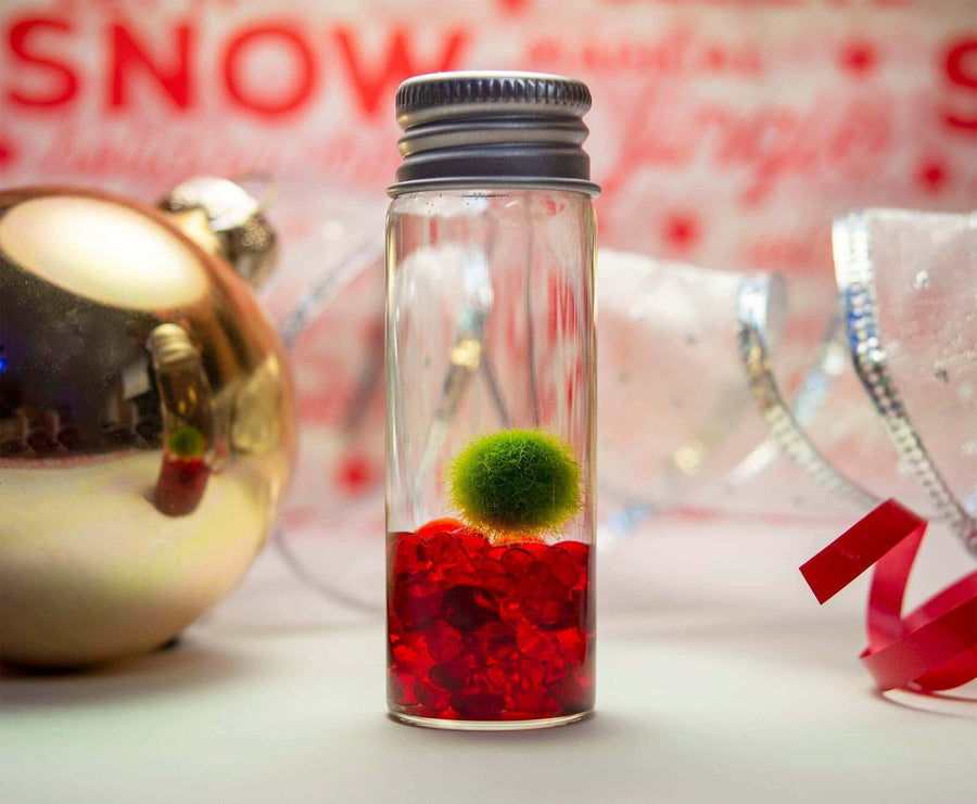 Moss Ball Pets: Buy Premium Marimo & Elevate Your Space!