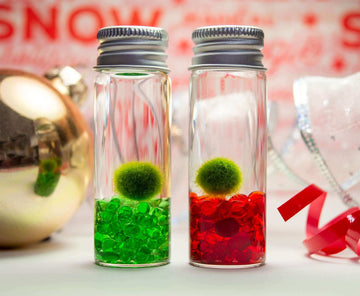 Moss Ball Pets: Buy Premium Marimo & Elevate Your Space!